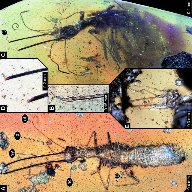 100-Million-Year-Old Insect Fossil Intrigues Scientists - Geology In