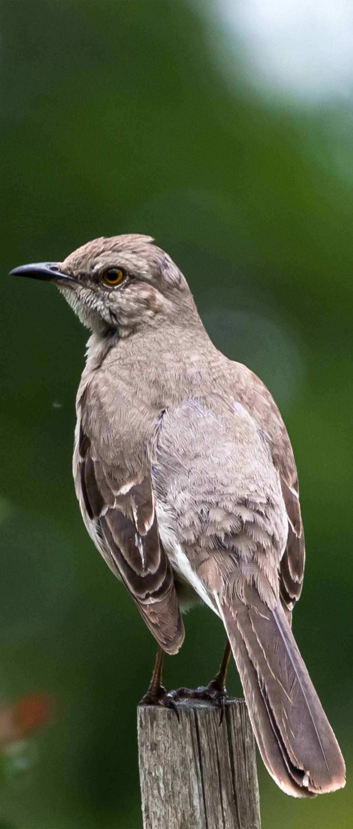 Picture of a mockingbird - About Wild Animals