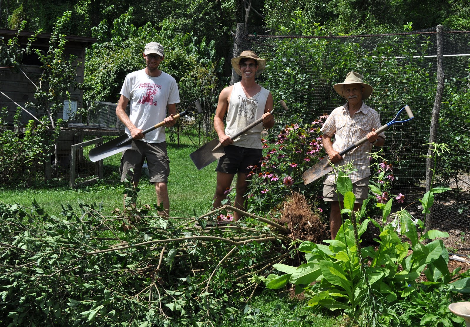 In Lee's Garden Now: Demise of Miss Kim, Sweet corn