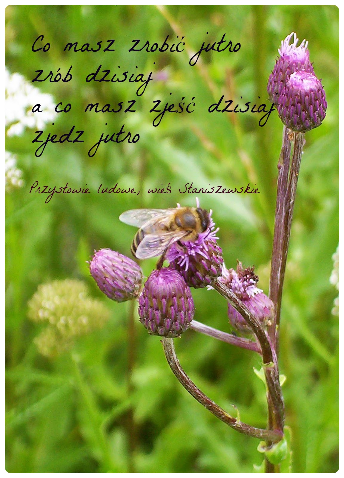 Trzeci Talerz - podkarpacki blog kulinarny: Lasowiacy i kuchnia lasowiacka