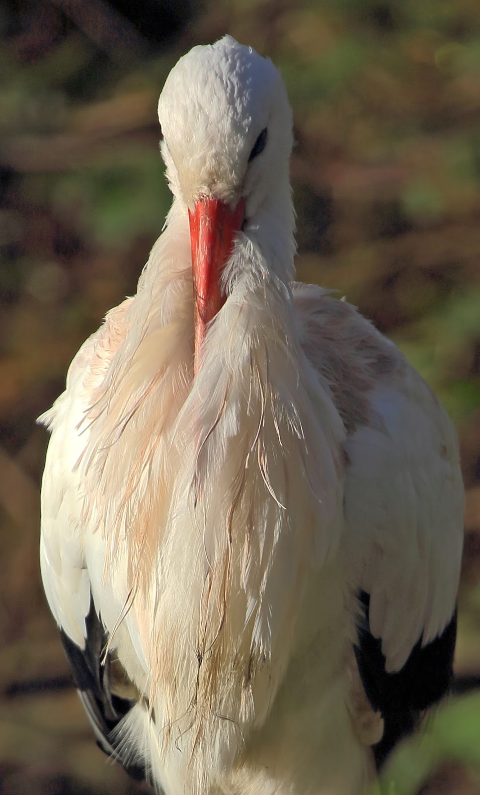 JJ's Photographic nature blog: A visit to Wildwood...