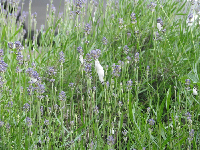 HOW TO CONTROL CUCKOO SPIT ON LAVENDER |The Garden of Eaden