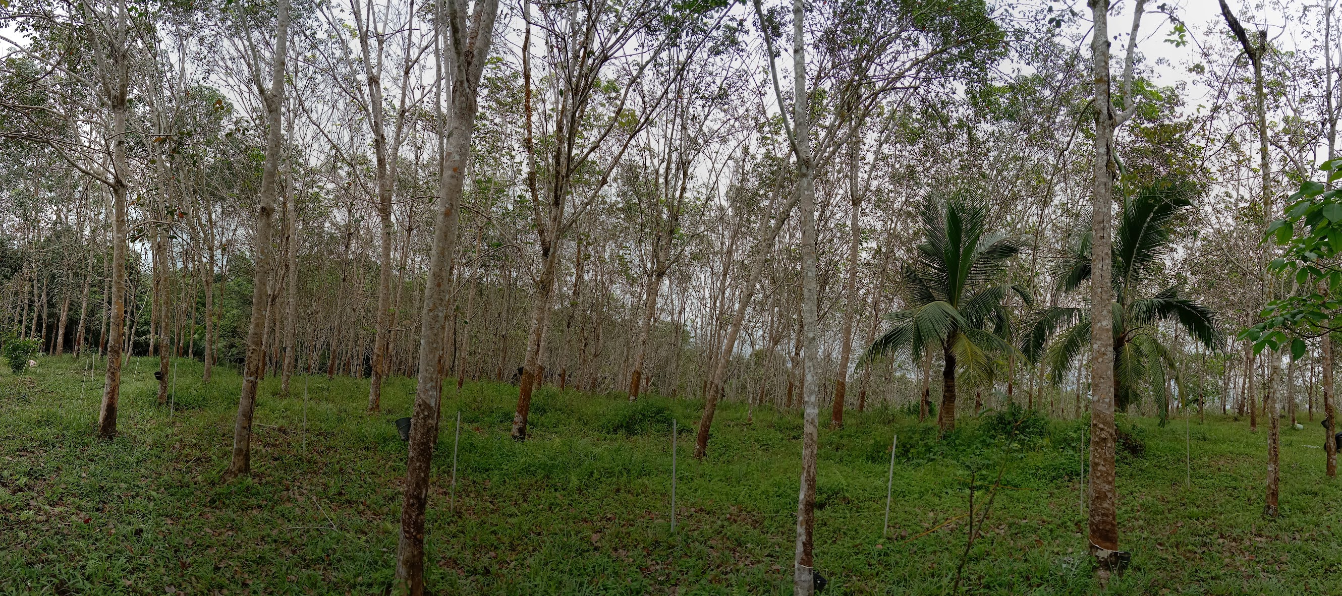 Cerita dari Lipis: Projek Tanam Getah