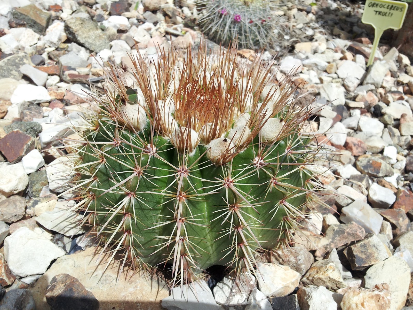 Los cactus de MJ-JA: Notocactus herteri