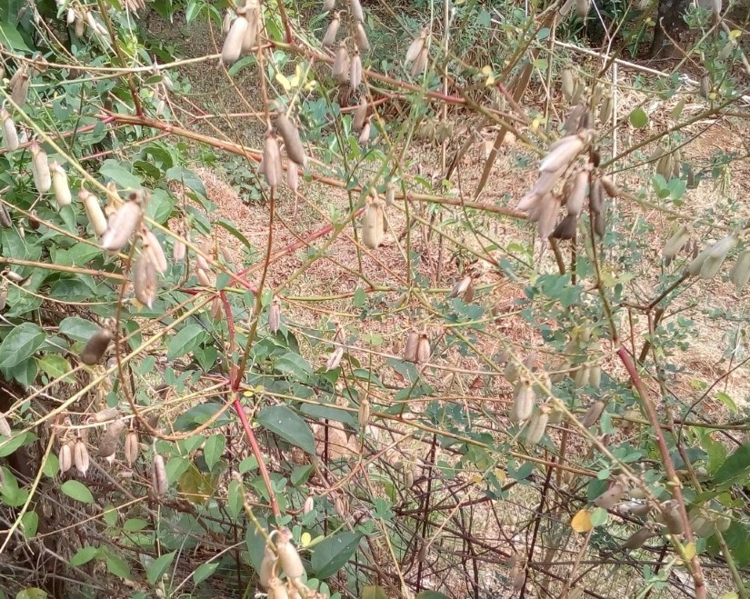 Acuaponía, jardines agroecológicos, permacultura. Huerto/Solar ...