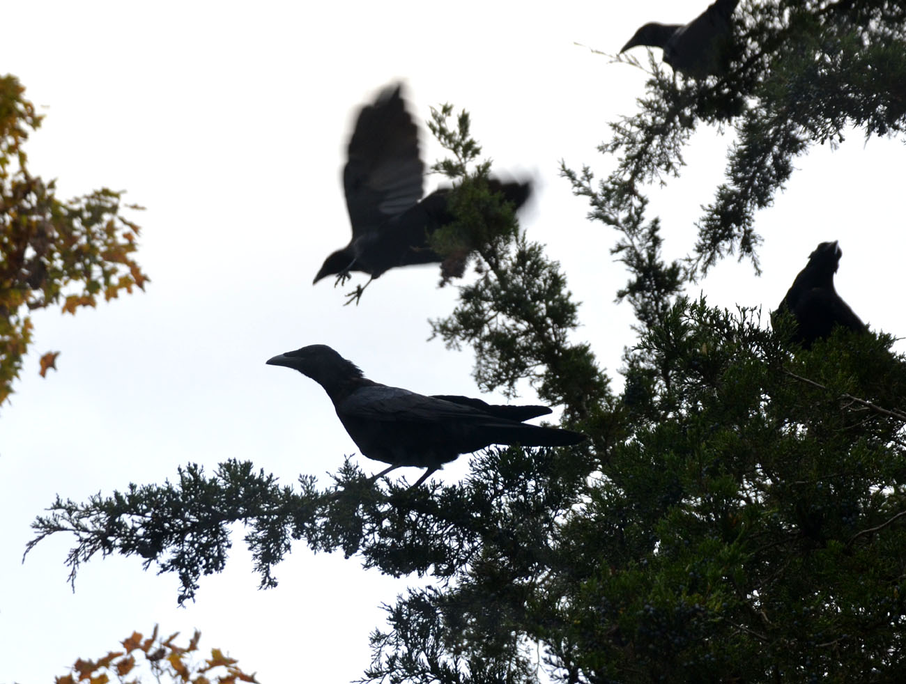 Woods Walks and Wildlife: Fish Crow Invasion