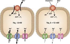 Learn All Points About Sodium Potassium Pump (Na+K+ATPase) and Concept About Resting Membrane ...