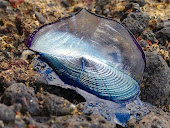 Rafael Microfauna Marina: Galaxaura rugosa (Algas rojas)