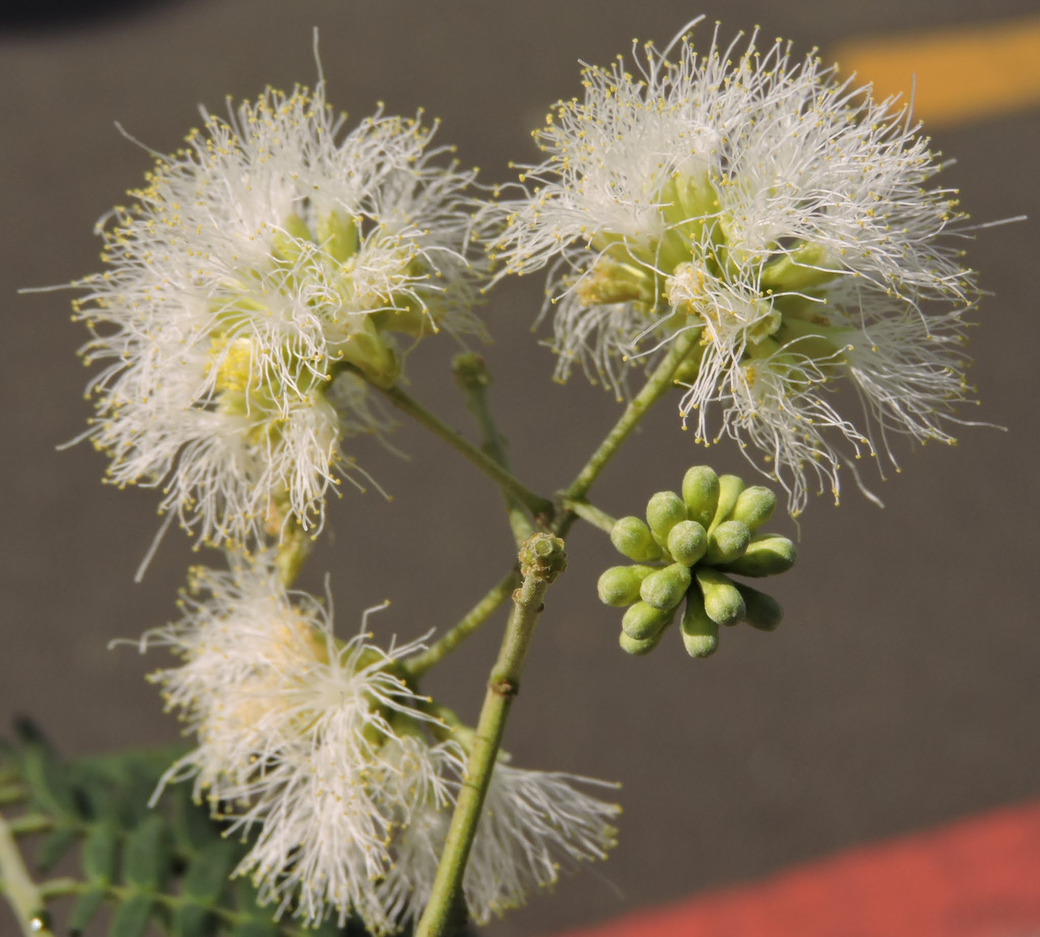 Fabaceae - Leguminosae no Brasil: Fabaceae - Enterolobium ...
