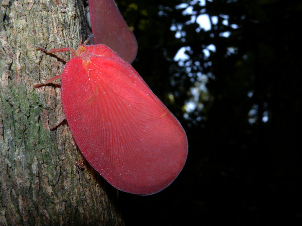 Real Monstrosities: Flatid Leaf Bug, Phromnia rosea