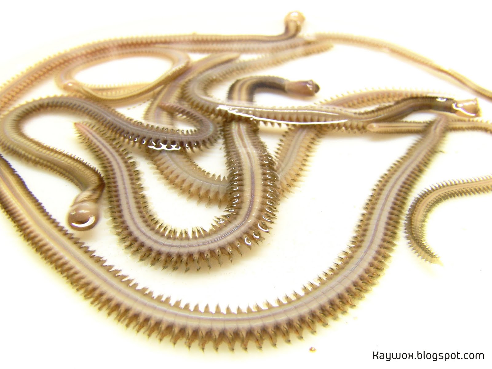 Pescar com Kaywox: junho 2011