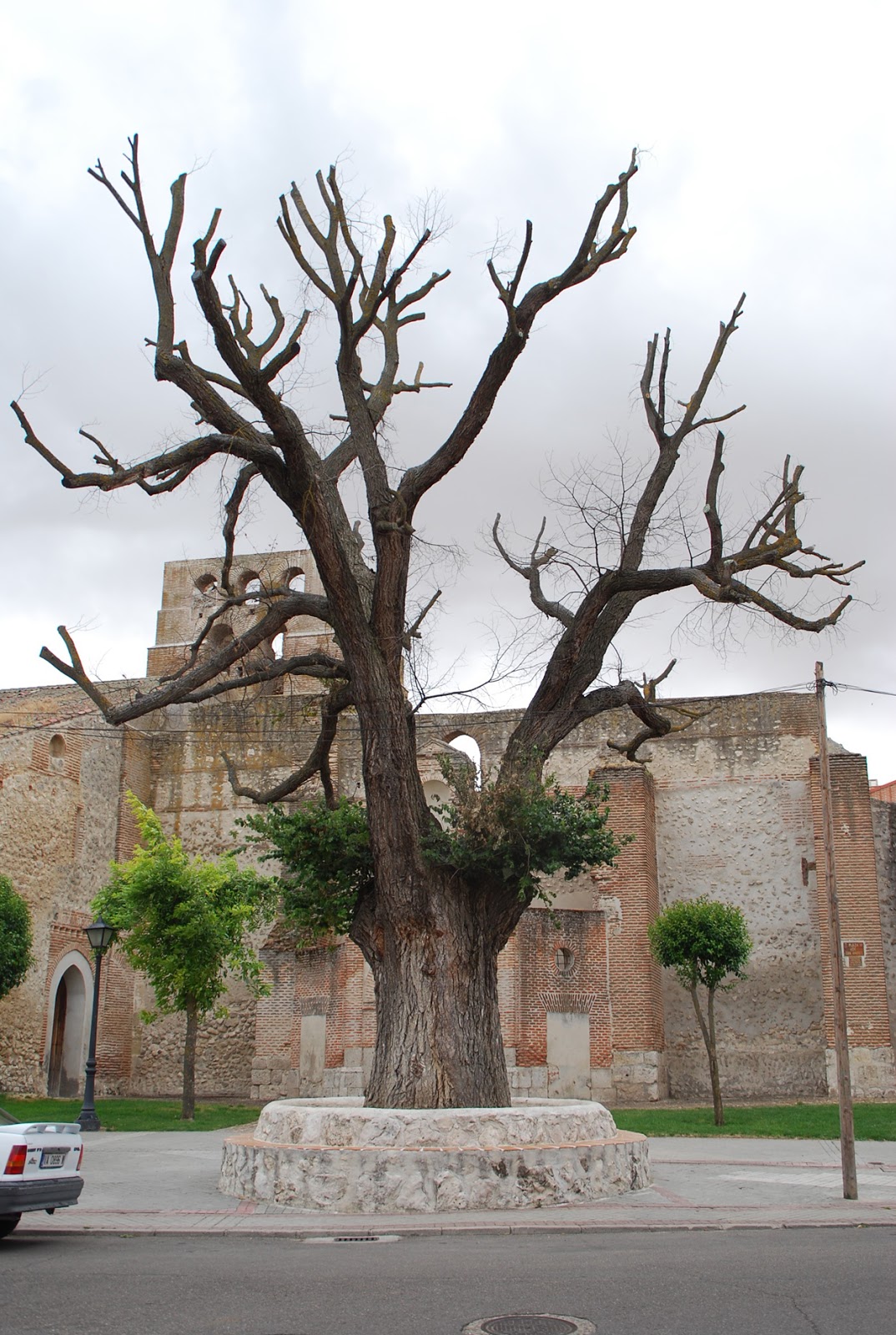 HABLEMOS DE ALGO: A un olmo seco - Antonio Machado.