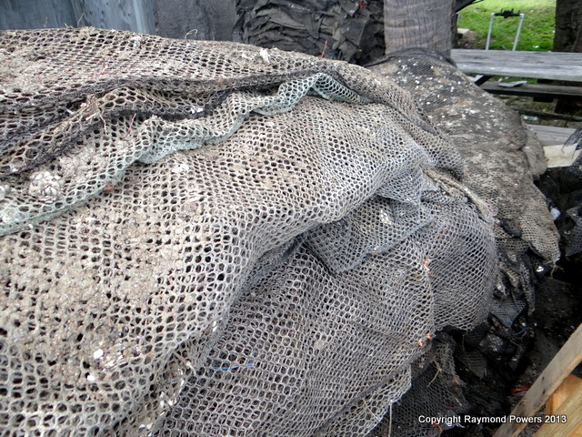 PURE FLORIDA: CLAM FARMING AT CEDAR KEY ... FIELDTRIP!