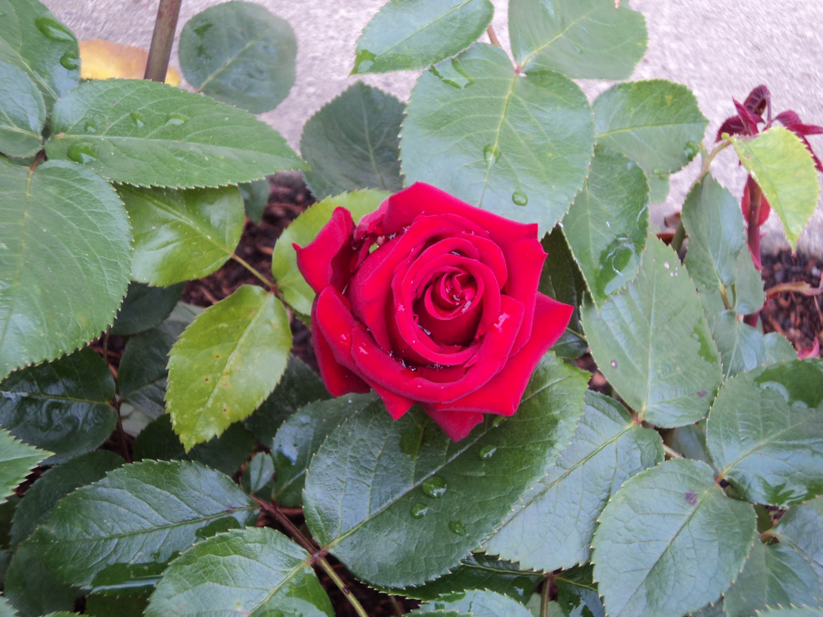 From Amber to Taryn: First Roses