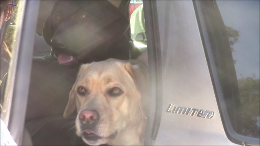 Keep Your Paws on the Road: This May Save Your Dog's Life! – Teach him ...