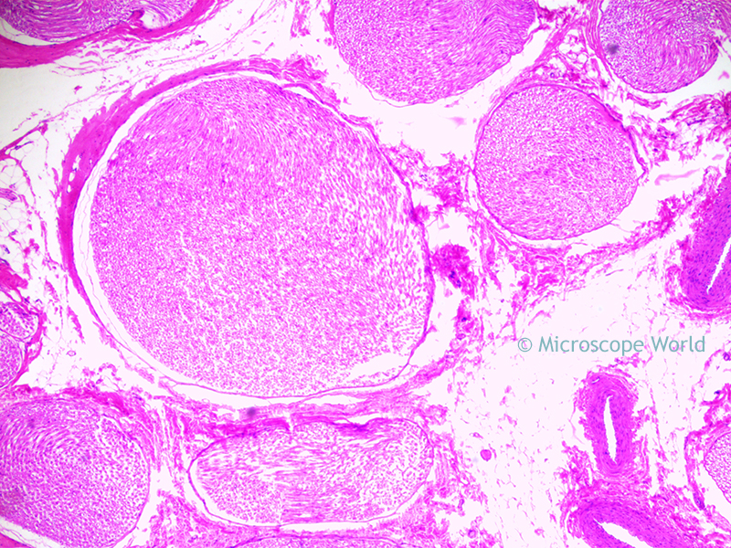 Microscope World Blog: Artery under the Microscope