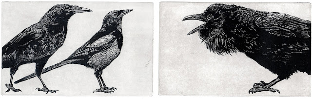Artwork of Larry Vienneau Jr: Magpie, Crow and Raven