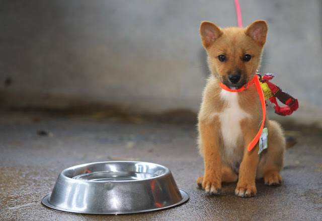 All About Korean Entertainments And Culture: The sale of Jeju dog heats ...