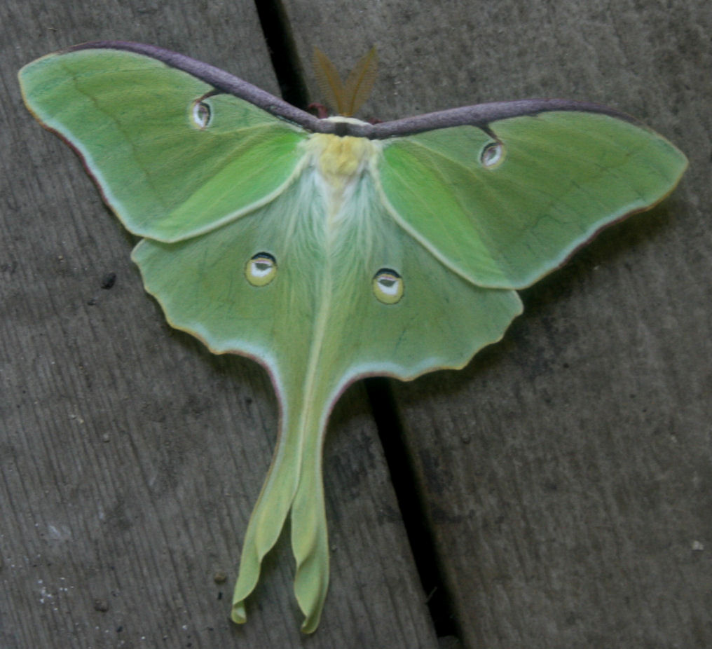 The Öko Box: Lunar Moth On My Porch