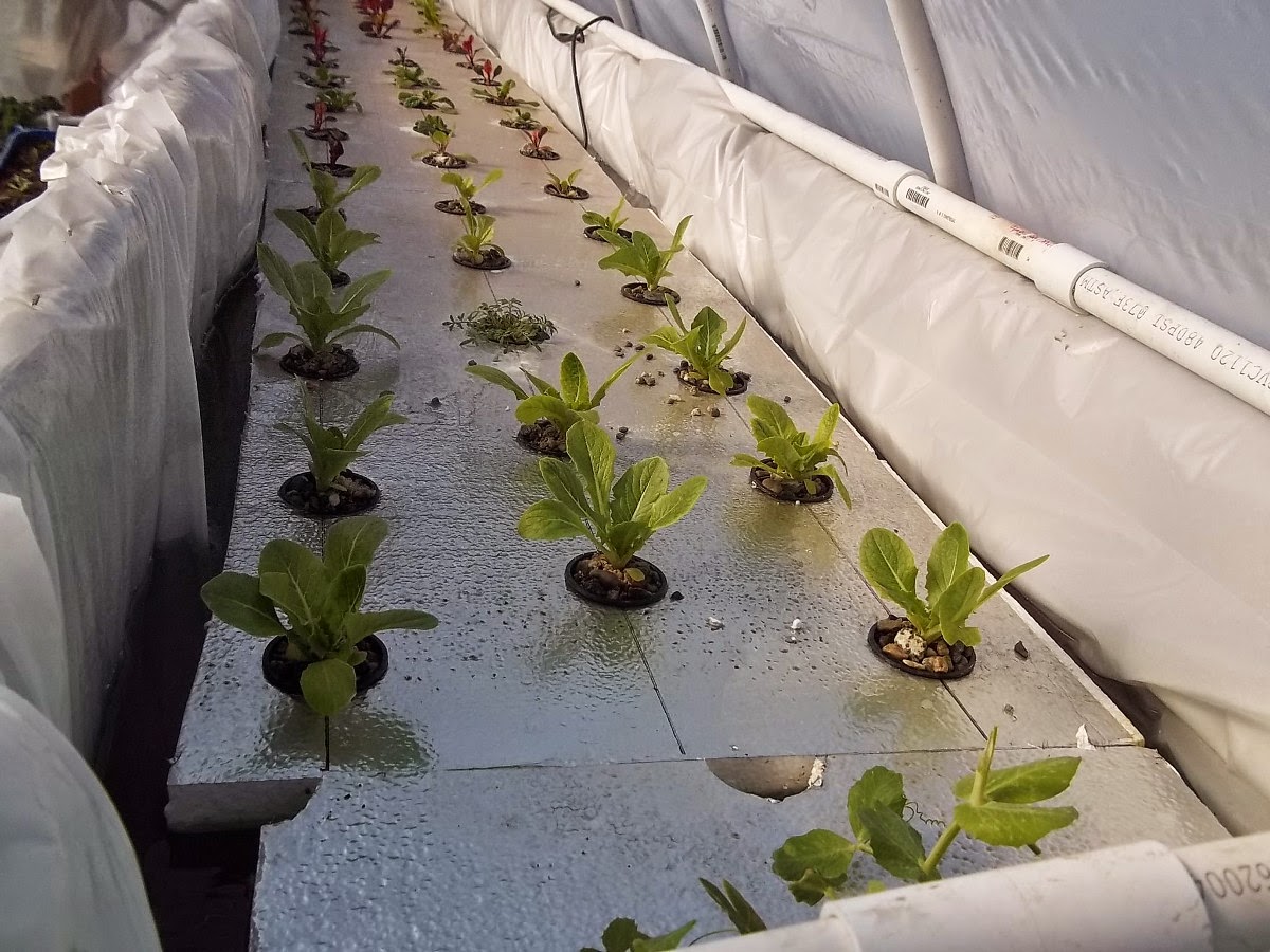 Cluelessaquaponics: Building a Diy Aquaponic Raft tank System with ...