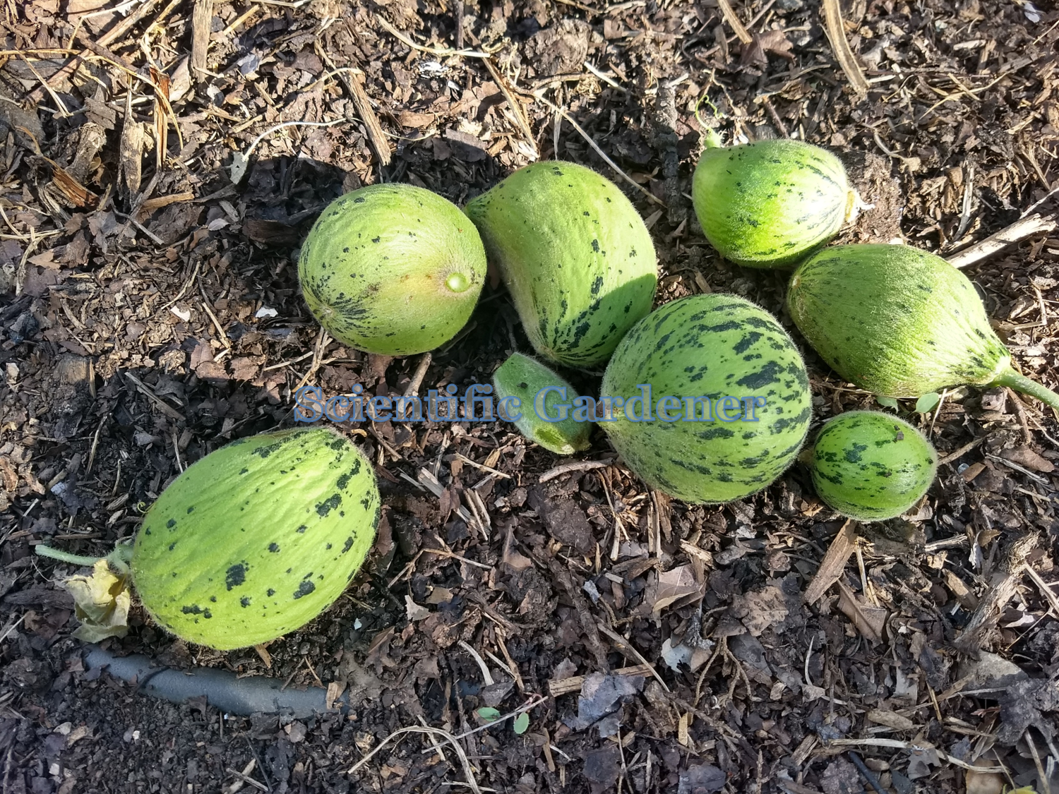 The Scientific Gardener: The Turkish Tursuluk Kelek in the Chicken Garden