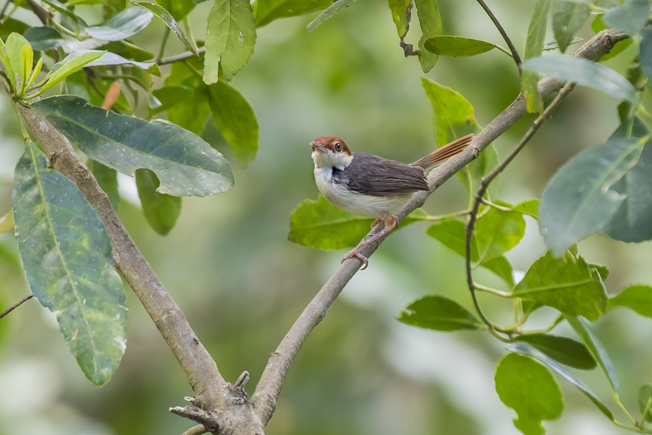As The Crow Flies - a Hong Kong Birding Blog: Sepilok, Sabah - June ...