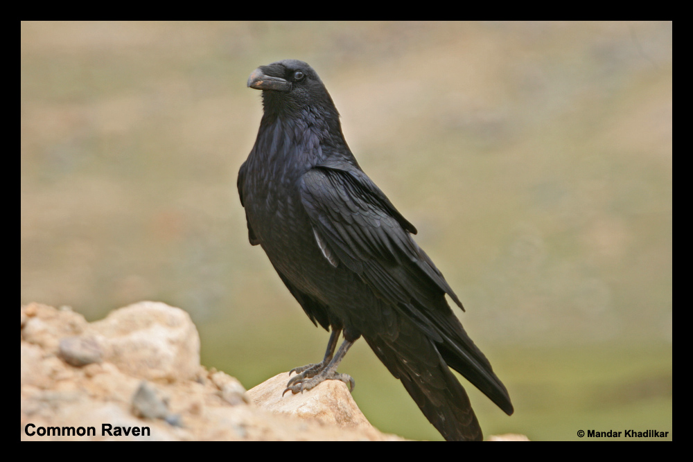 Birding Travelogue: Ladakh... One of its kind... A Cold Desert