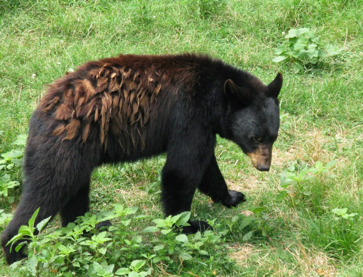 Summer Grooming Tips Inspired by Some Bears I Saw At the Zoo | The Mark ...