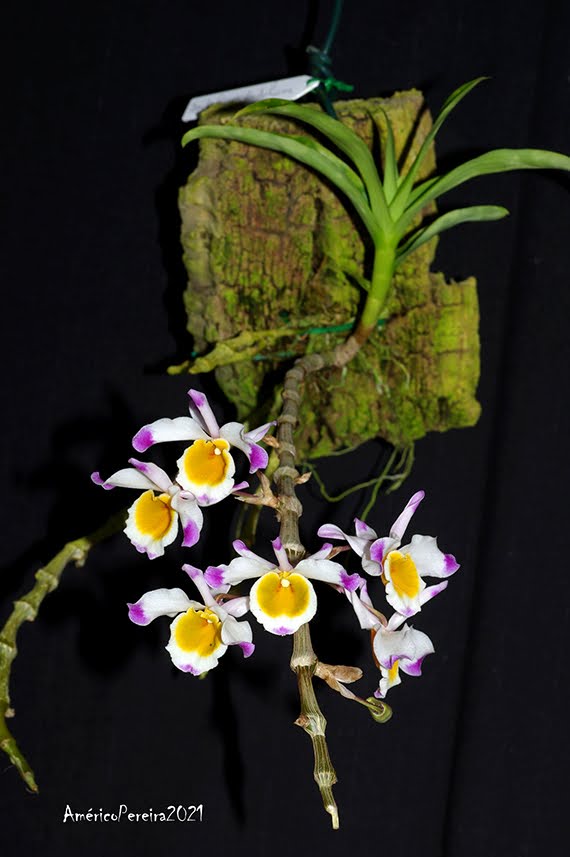 Dendrobium pendulum Roxb.