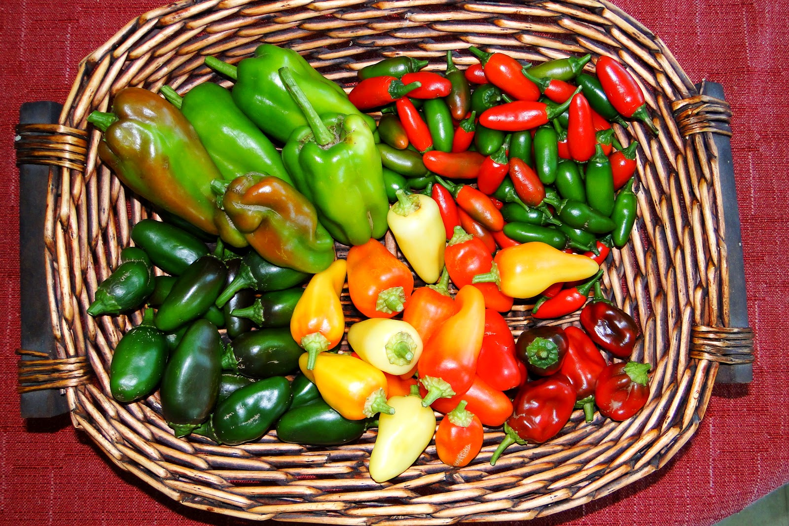 Alejandro Pepper Farm: Second Harvest at Alejandro Pepper Farm