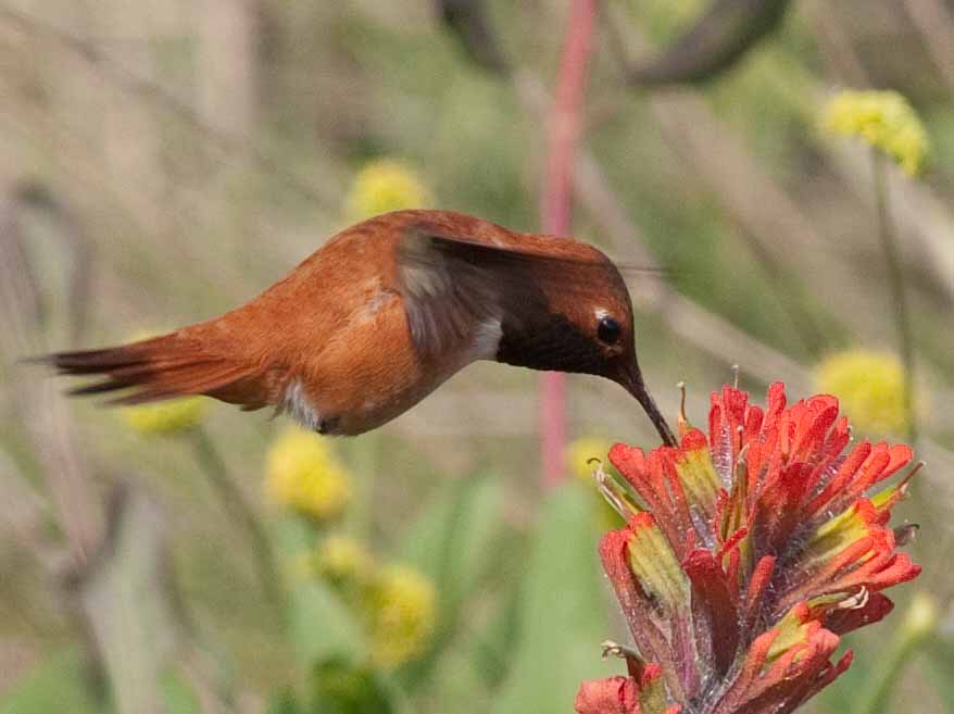 Island Time on Yellow: Rufous hummingbirds through the flowering season