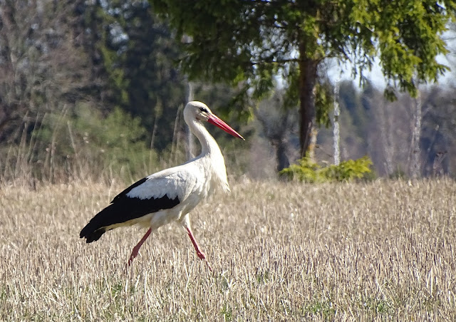 Laiwy pildid: Valge - toonekurg