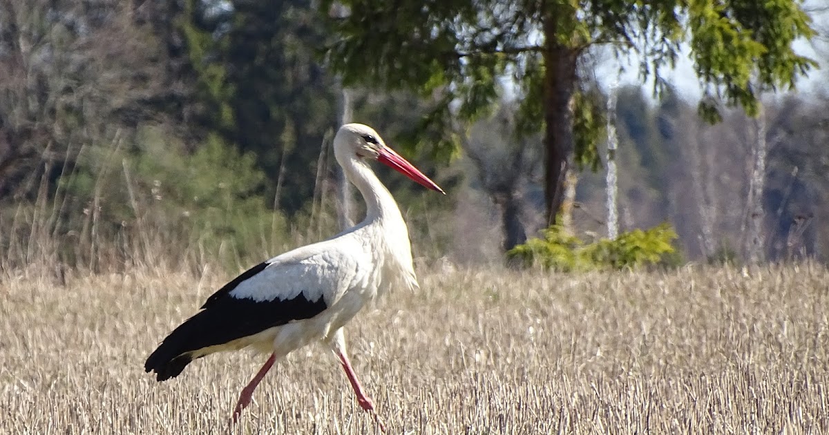 Laiwy pildid: Valge - toonekurg