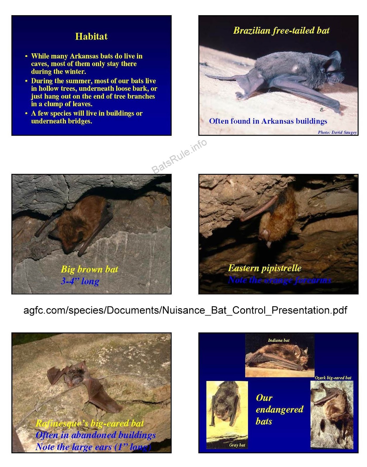 Nuisance Bat control presentation