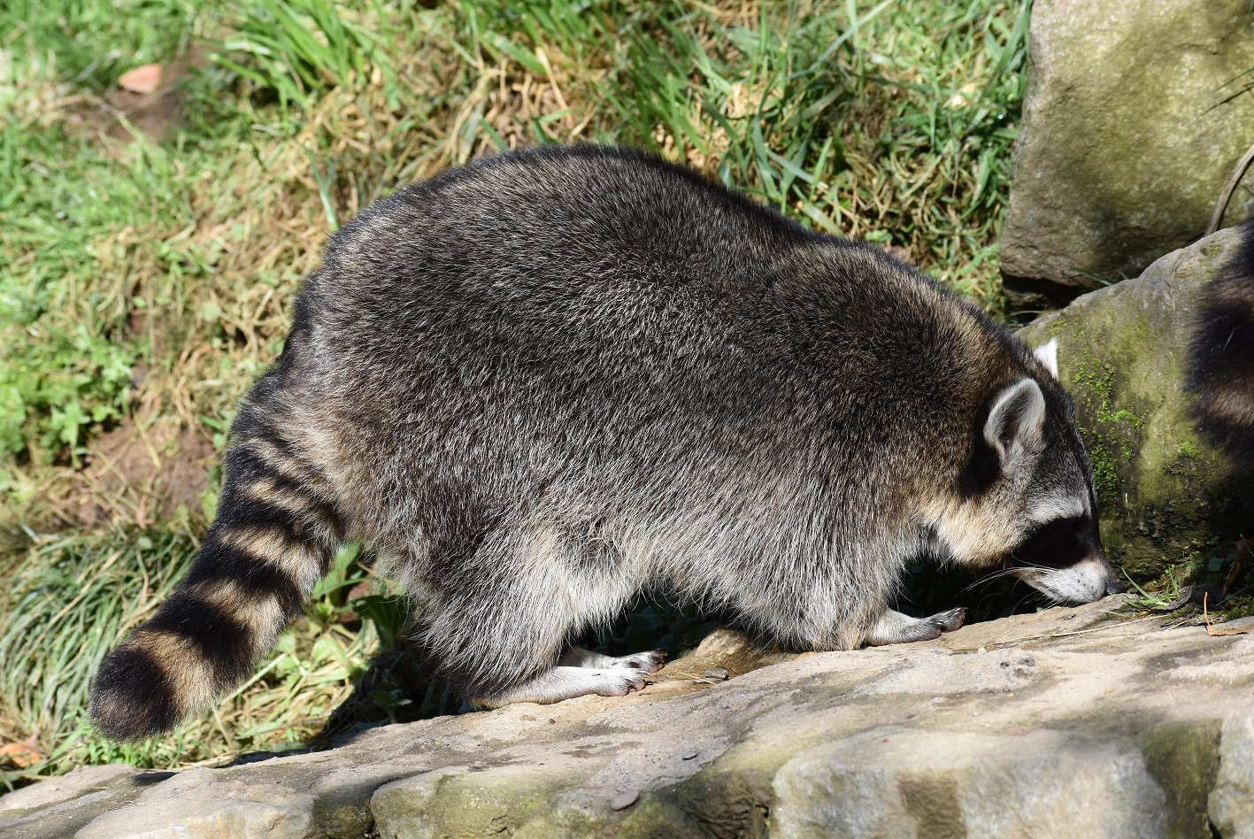 ZOOTOGRAFIANDO (MI COLECCIÓN DE FOTOS DE ANIMALES): MAPACHE / COMMON ...
