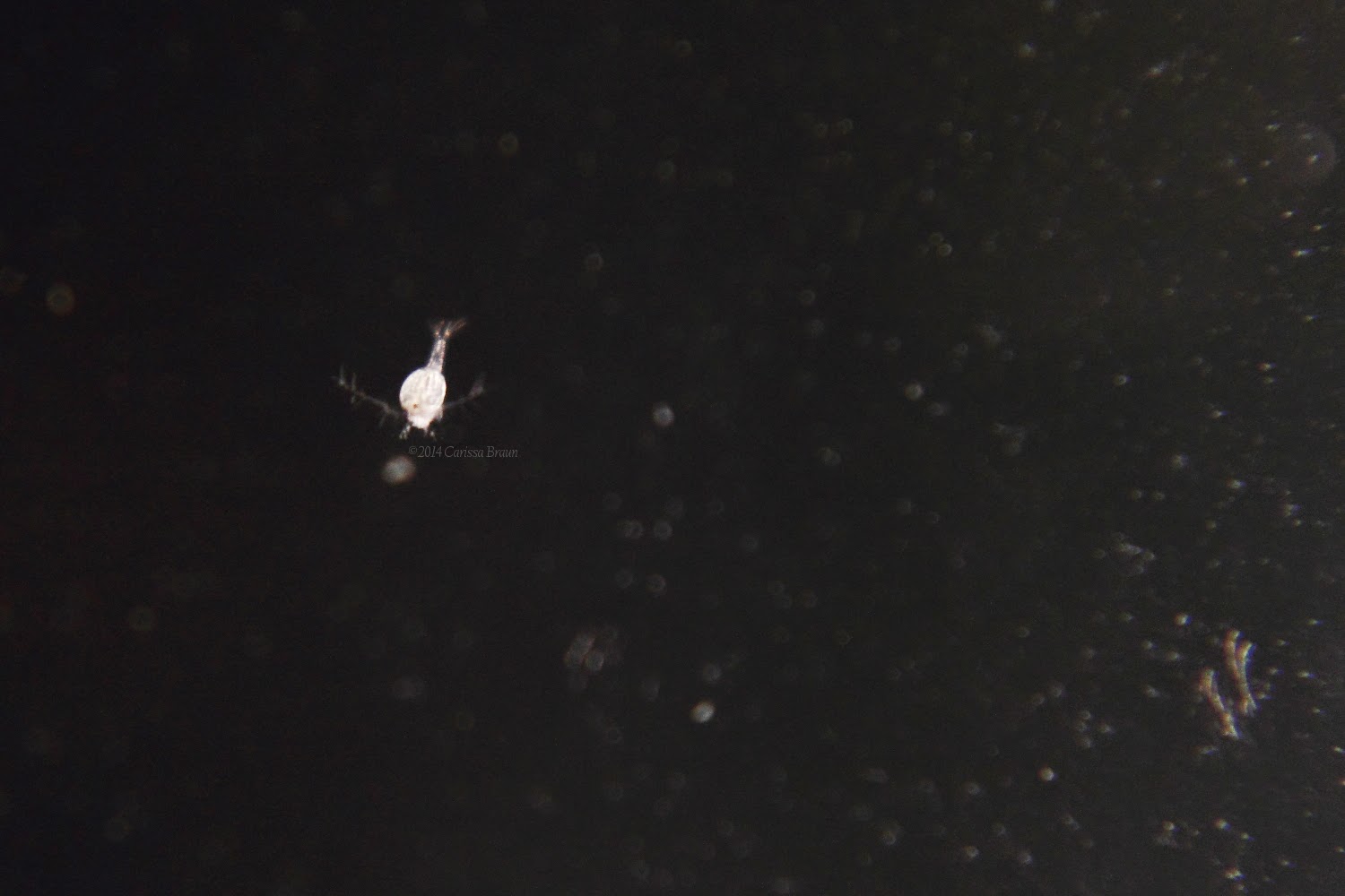 Nature Photography and Facts : Copepods: Cyclops