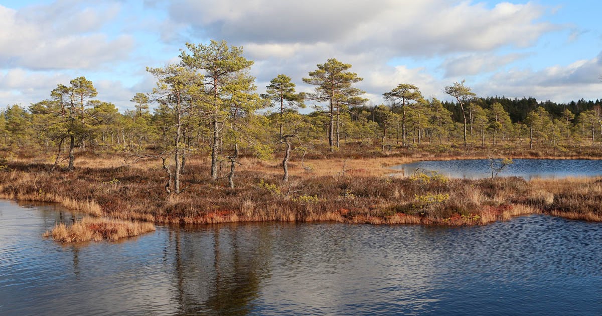 Päevik: Mukri raba ja vabariigi aastapäev