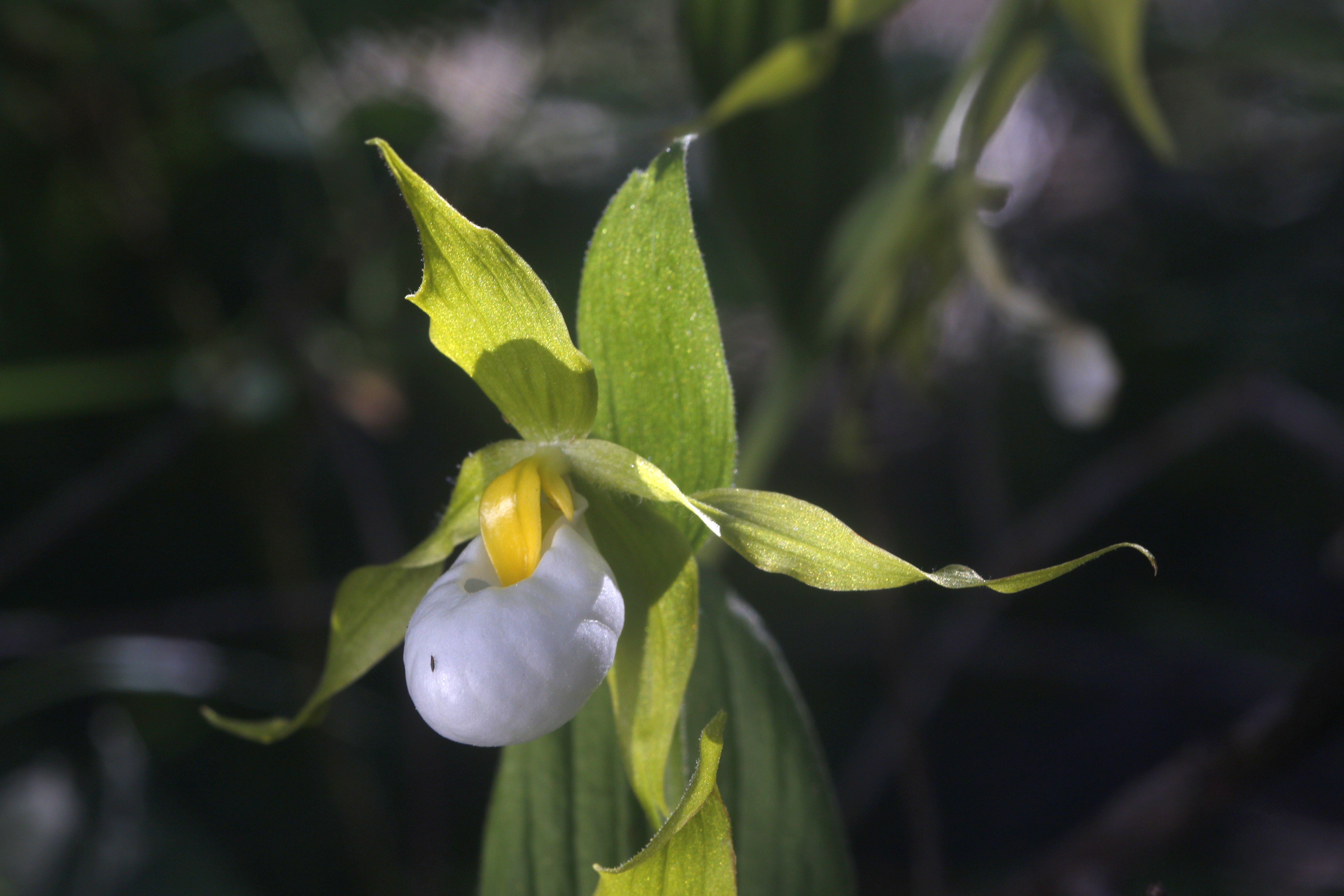 Native Orchids of the Pacific Northwest and the Canadian Rockies (and ...