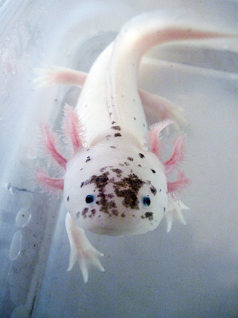 22 Best Axolotls images | Axolotl, Cute animals, Reptiles, amphibians