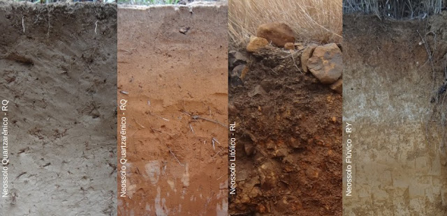 Onde as Plantas Crescem - Neossolos