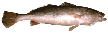 Pescada Amarela (Cynoscion acoupa)