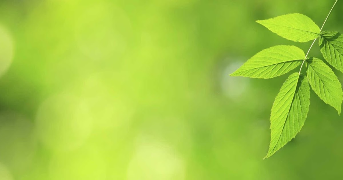 Prestadores de Serviços Verdizela