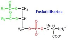 Conceptos de Bioquimica: LIPIDOS Y ACIDOS NUCLEICOS