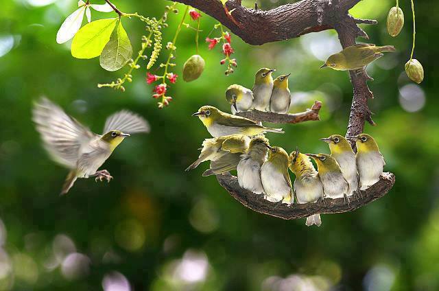 Sweet Birds on Tree branches ~ Cute Photography