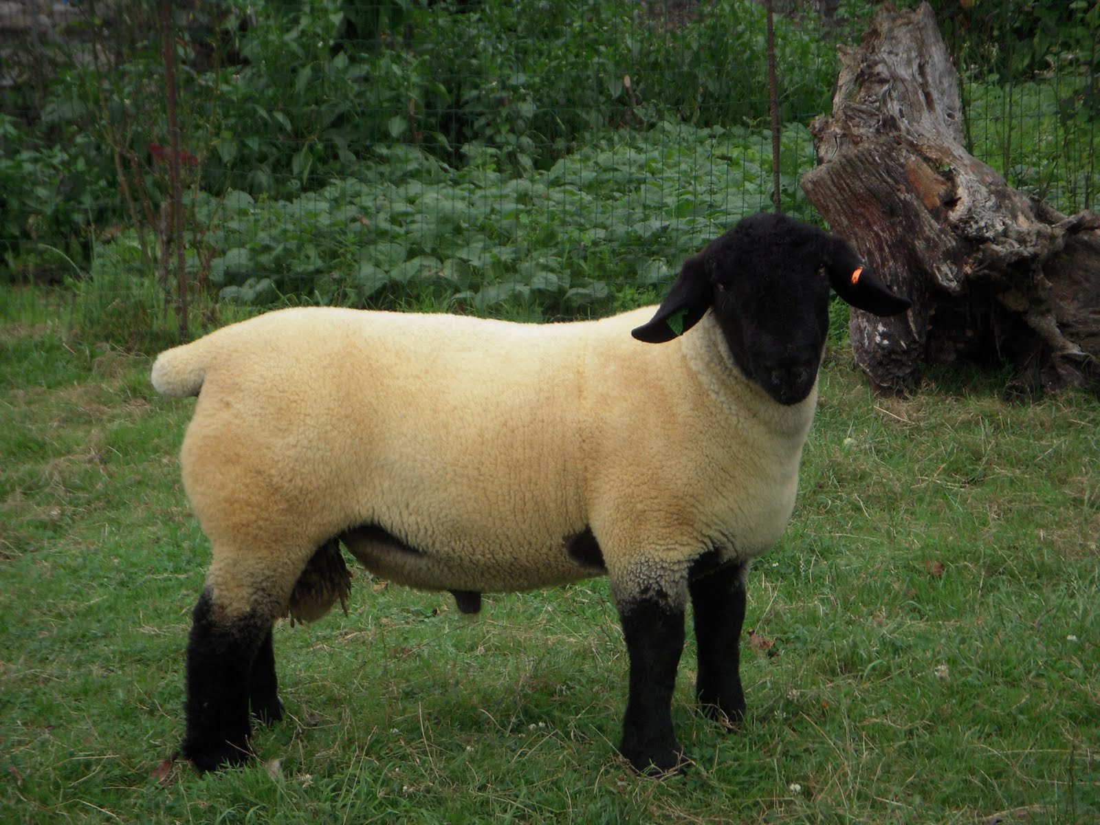 Suffolk_Siero: NUEVO SEMENTAL PARA EL REBAÑO SUFFOLK SIERO