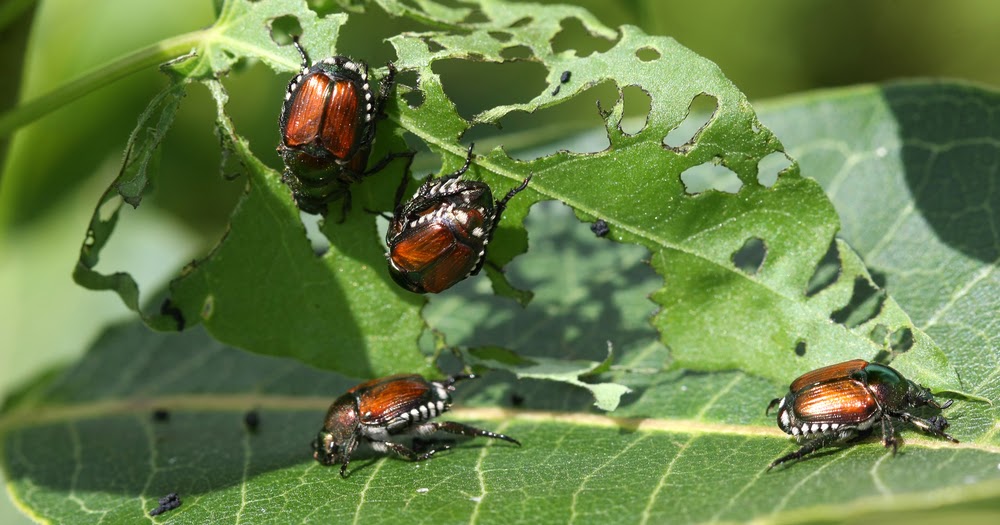 The Japanese Beetle Invasion