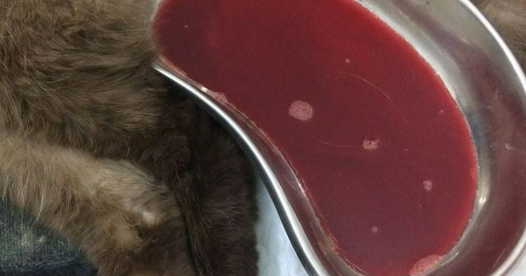 Klinik Hewan Bogor drh.Anastasia Narani: FELINE LOWER URINARY TRACT DISEASE