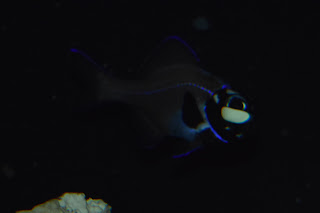 ZOOTOGRAFIANDO (6.096 ANIMALS): PEZ DE OJOS LUMINOSOS / EYELIGHT FISH ...