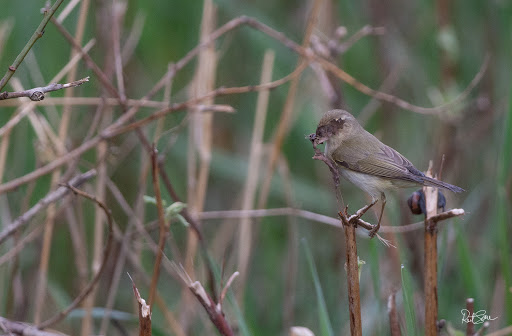 Linnupäevik - Bird Diary