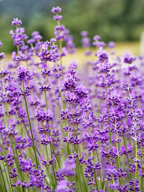 Levendula fajták egy csokorban - Dekor és Mentha